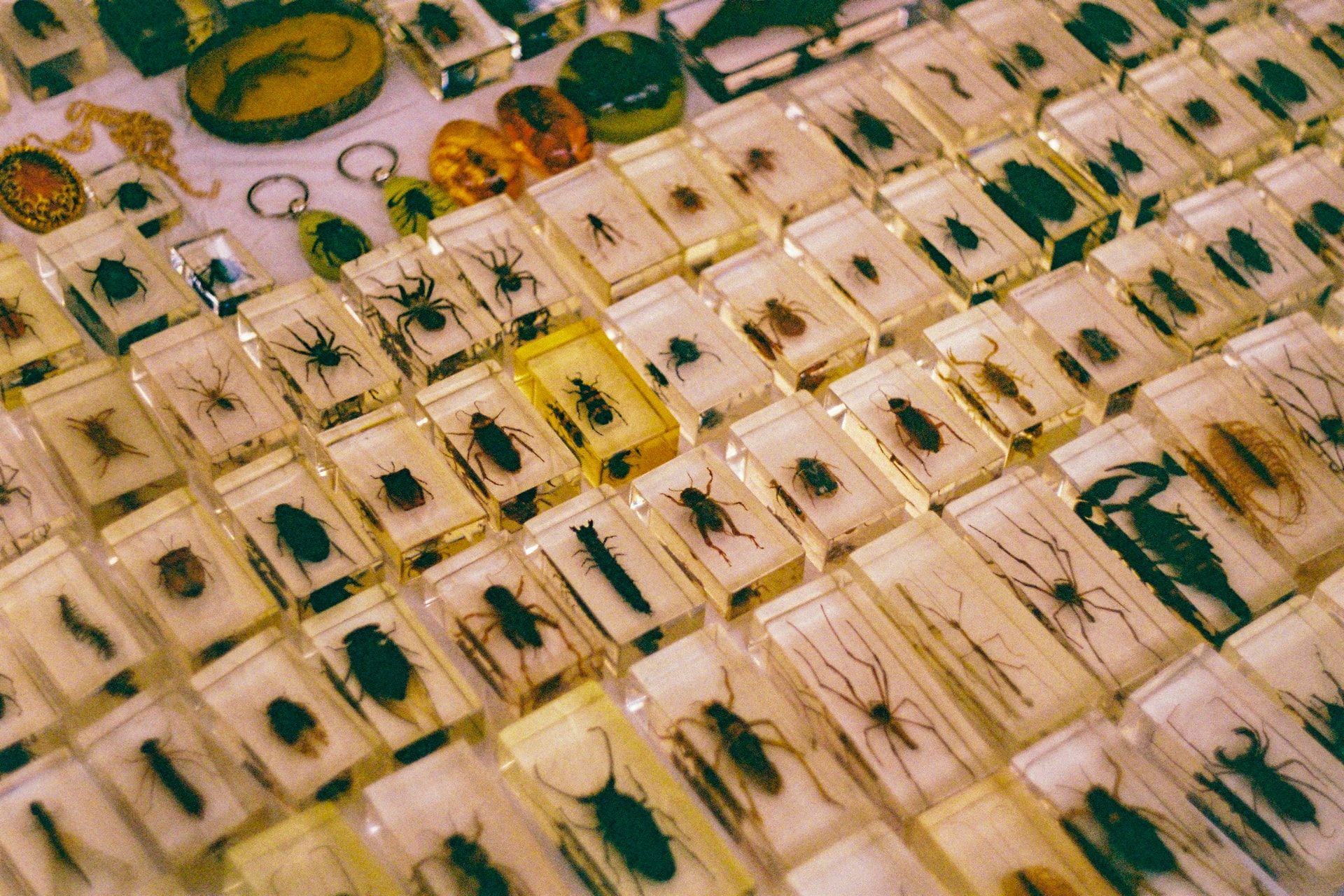 Bug Hunting | Pros and Cons